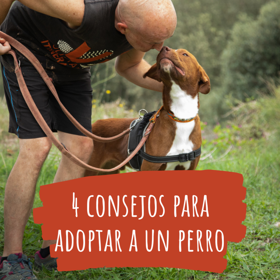 Cuatro consejos para adoptar un perro– Voluntarios Itinerantes